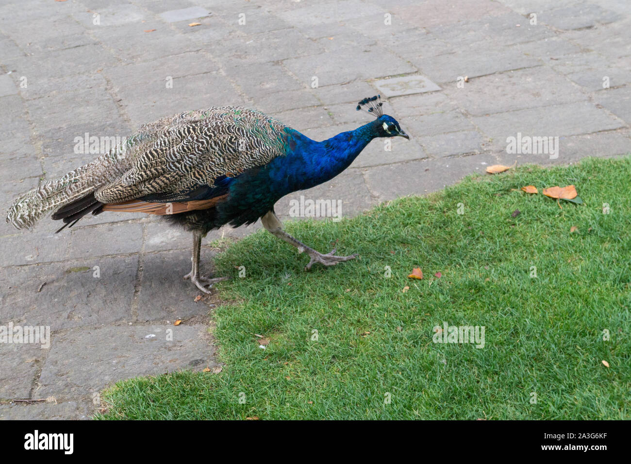 Wild peacock walking on a trail in a park Stock Photo - Alamy