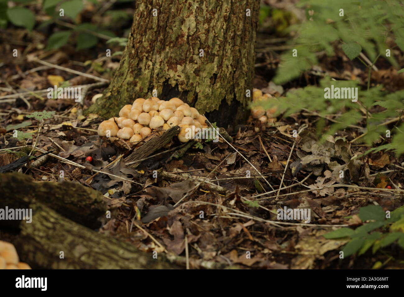 Sulfur tuft a common toad stool growing on trees Stock Photo - Alamy