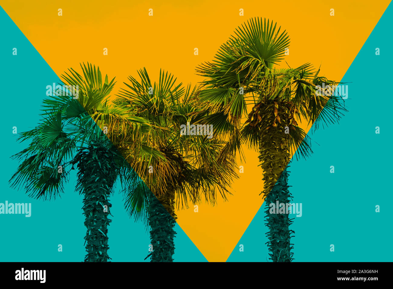 Beautiful abstract three palm tree on a color background Stock Photo ...