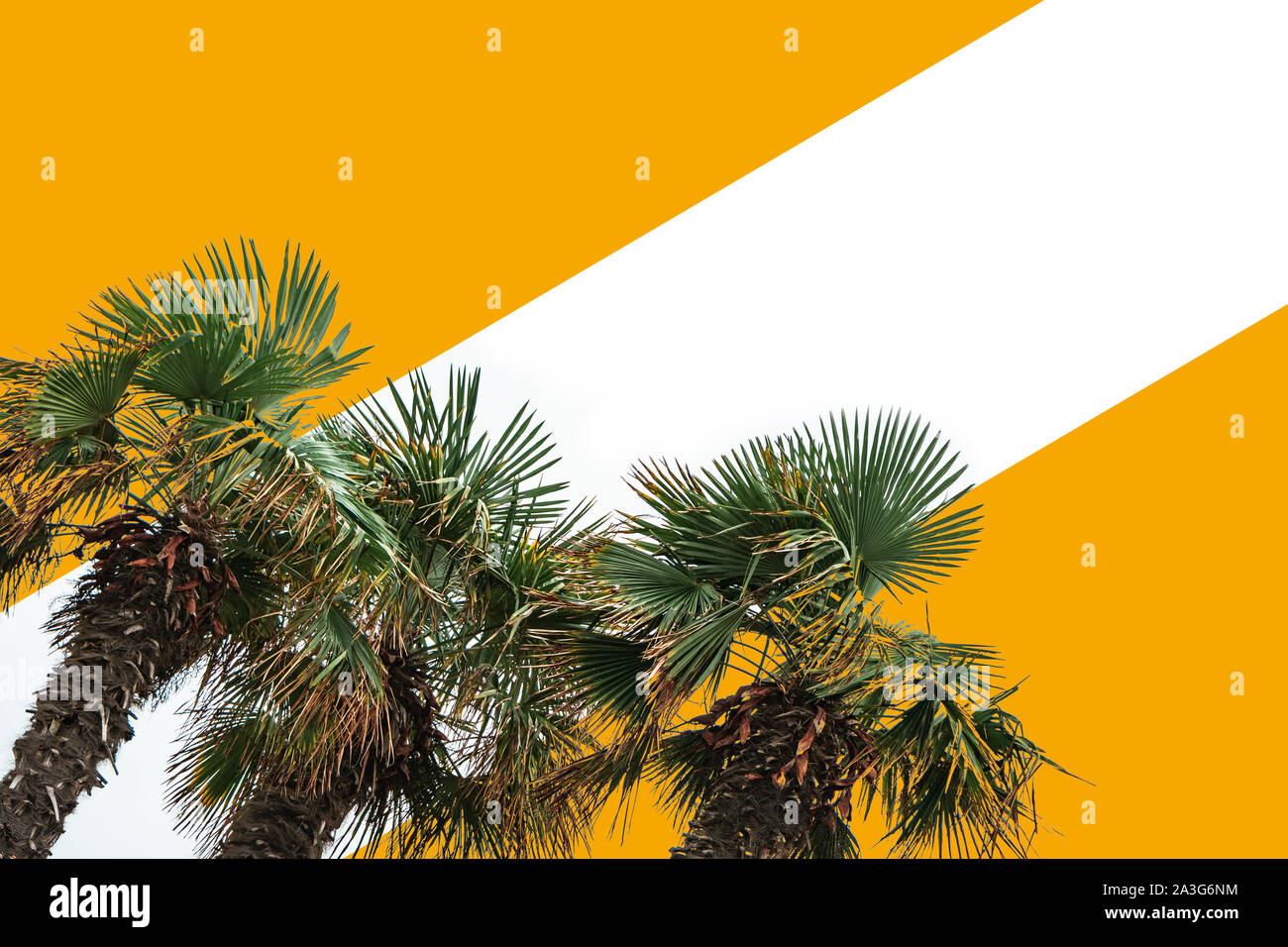 Beautiful abstract three palm tree on a color background Stock Photo ...