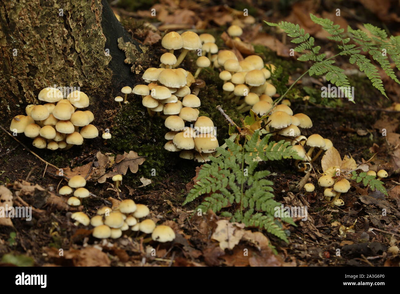 Sulfur tuft a common toad stool growing on trees Stock Photo - Alamy
