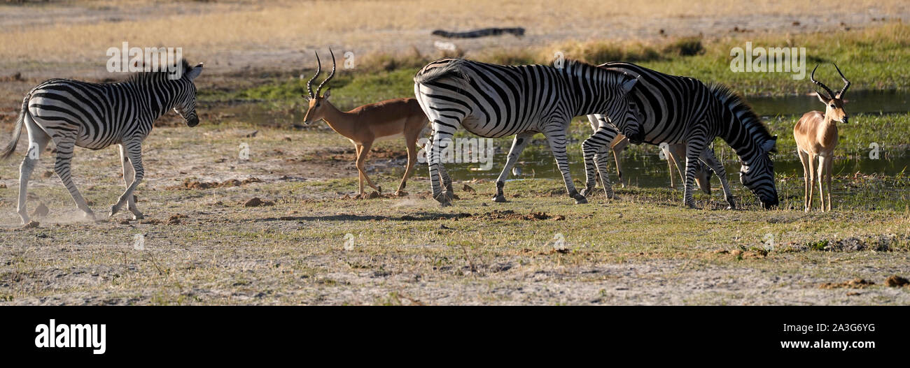 Stampeding Burchell's Zebras stunning animals seen whilst on safari ...
