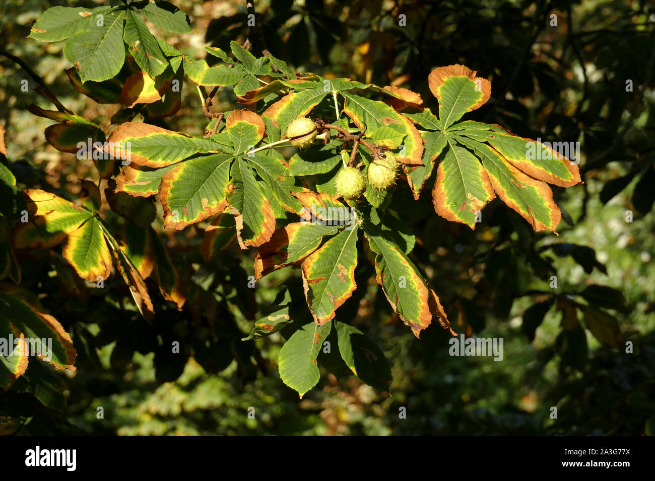 Chestnut oaks hi-res stock photography and images - Alamy