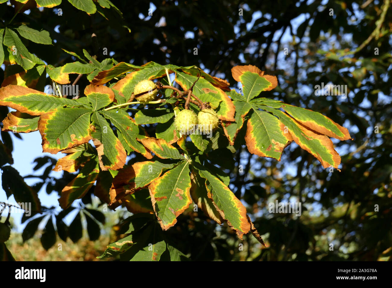 Chestnut oaks hi-res stock photography and images - Alamy