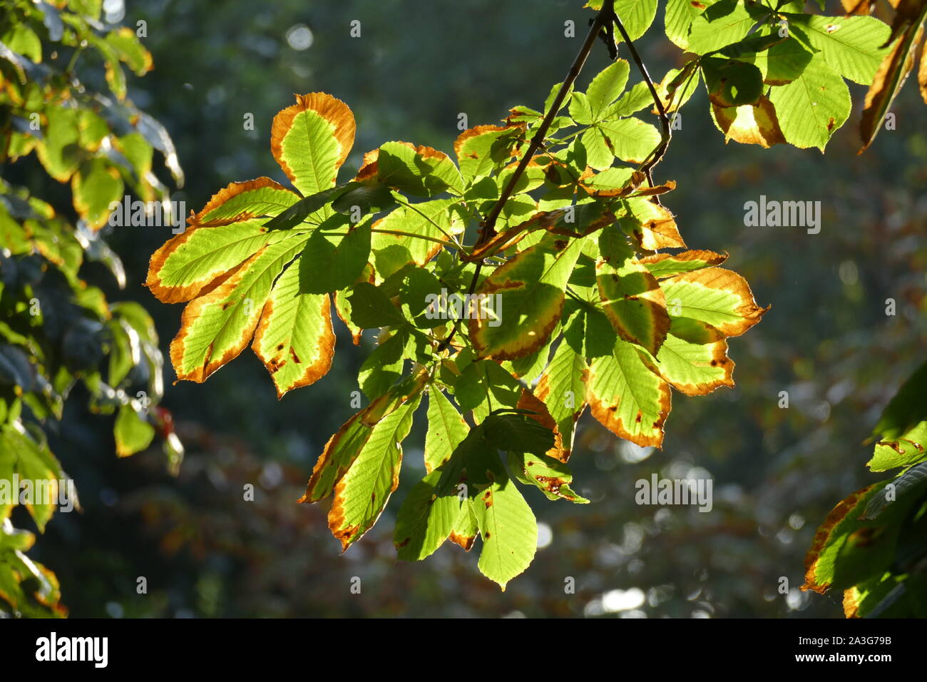 Chestnut oaks hi-res stock photography and images - Alamy