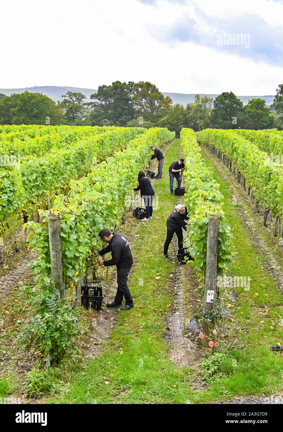 Ridgeview wines hi-res stock photography and images - Alamy