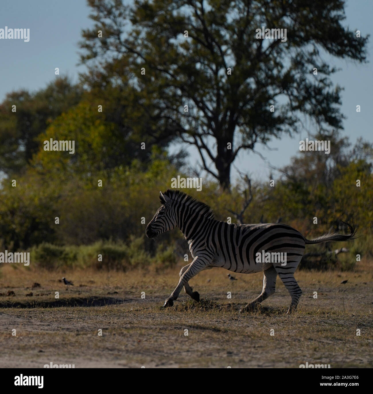 Stampeding Burchell's Zebras stunning animals seen whilst on safari ...