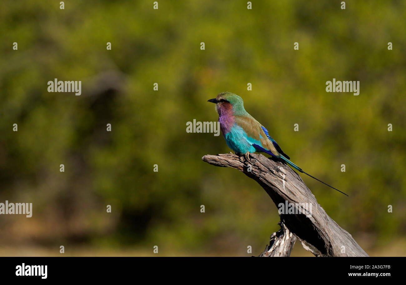 African birdlife is very colourful and beautiful Stock Photo - Alamy