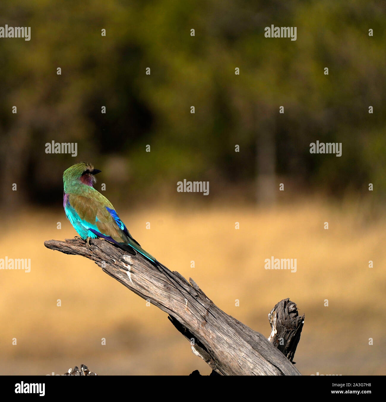 African pied hornbill hi-res stock photography and images - Alamy