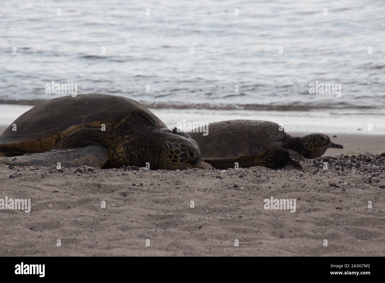 Big island hawaii turtle hi-res stock photography and images - Alamy
