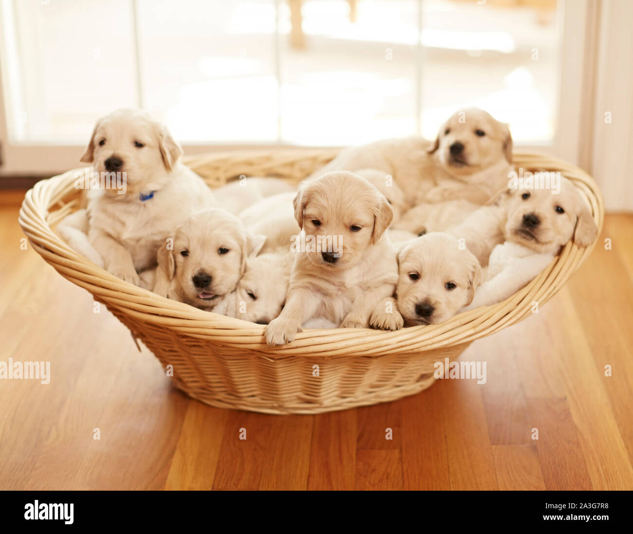 Golden retriever puppies hi-res stock photography and images - Alamy