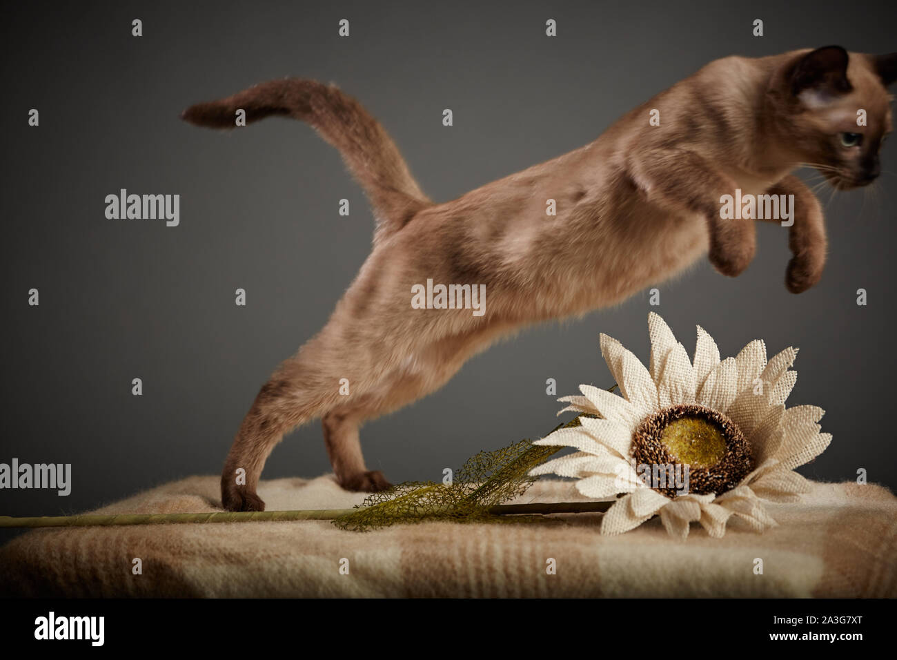 Cat sunflower hi-res stock photography and images - Alamy