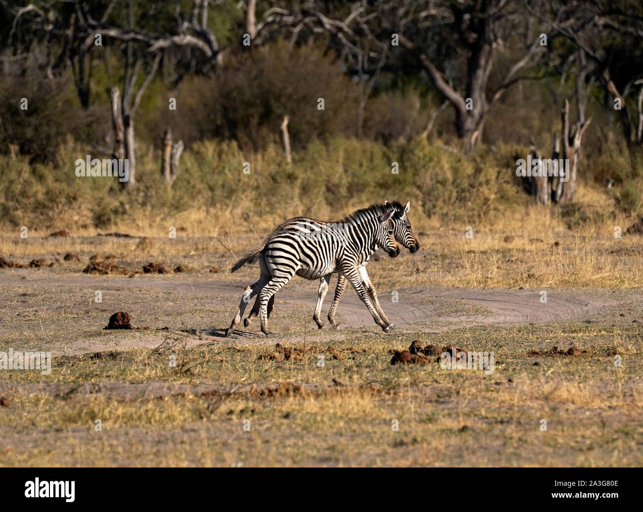 Stampeding Burchell's Zebras stunning animals seen whilst on safari ...