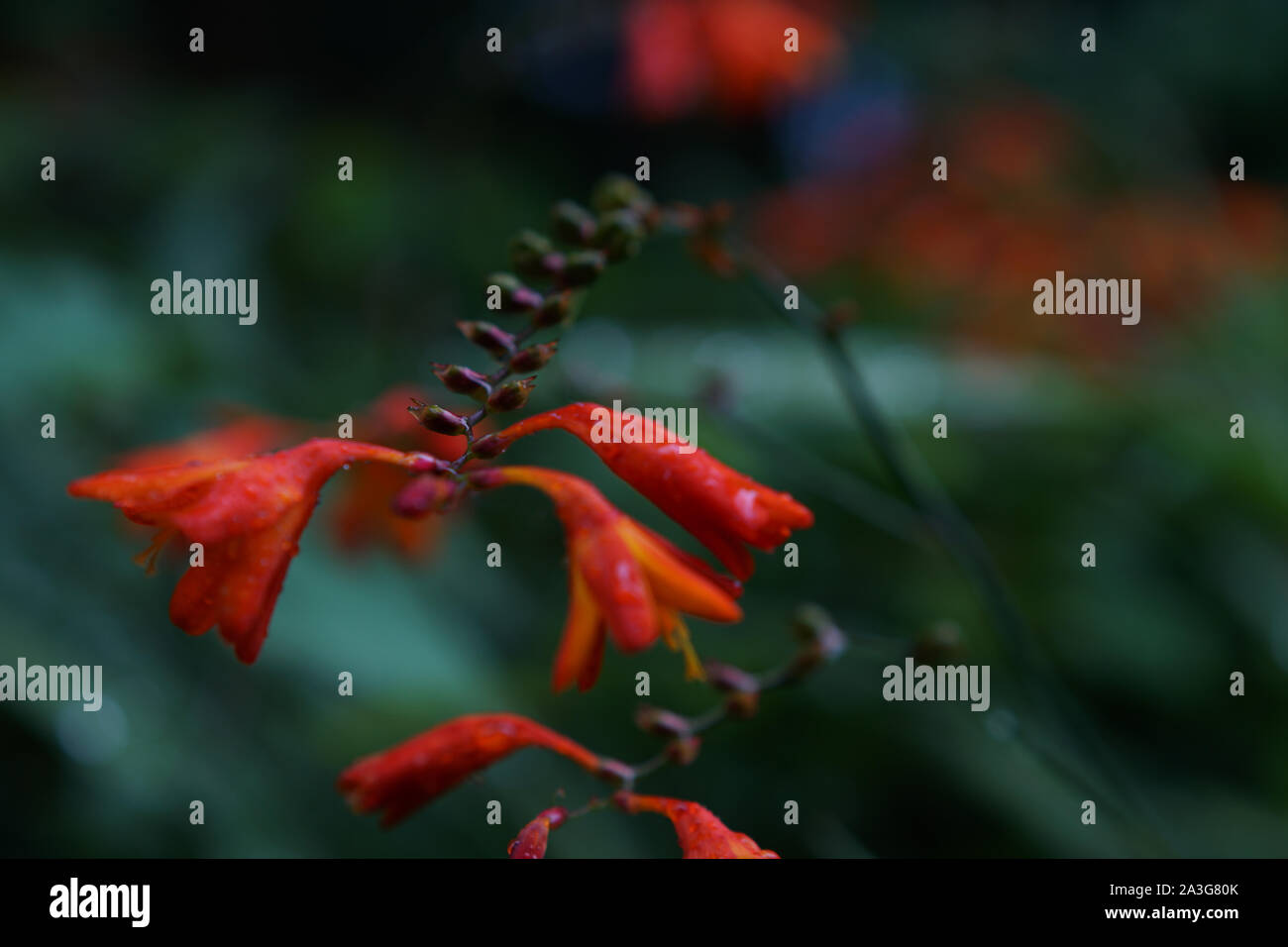 Red flowers in forest hi-res stock photography and images - Alamy