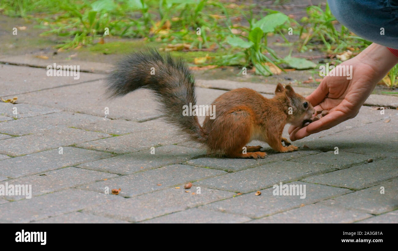 Beautiful woman squirrel hi-res stock photography and images - Alamy