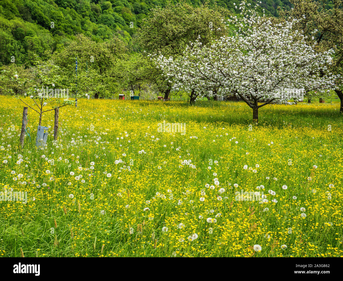 Graze romantically hi-res stock photography and images - Alamy