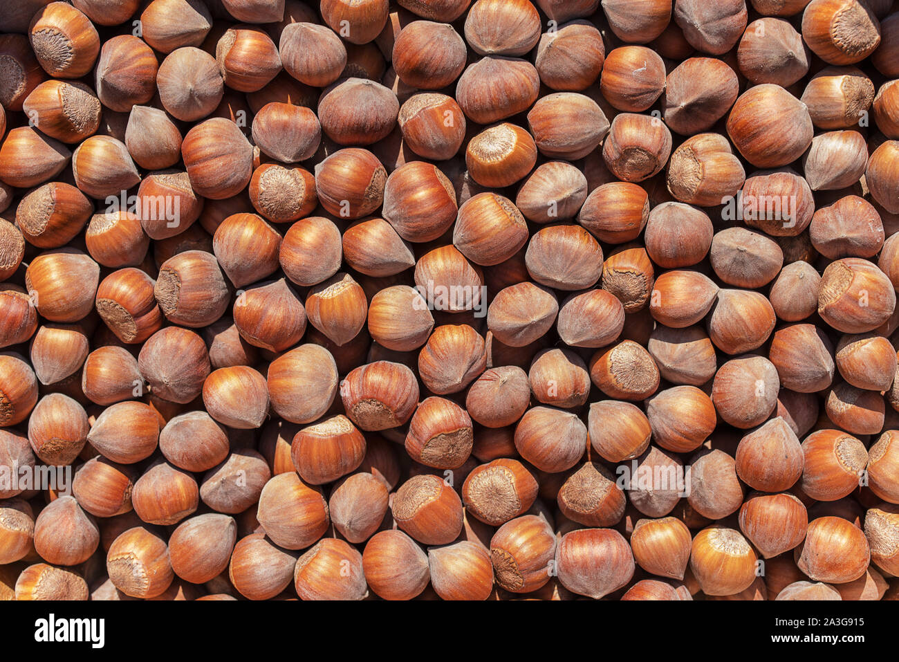 Top view of hazelnut Stock Photo - Alamy