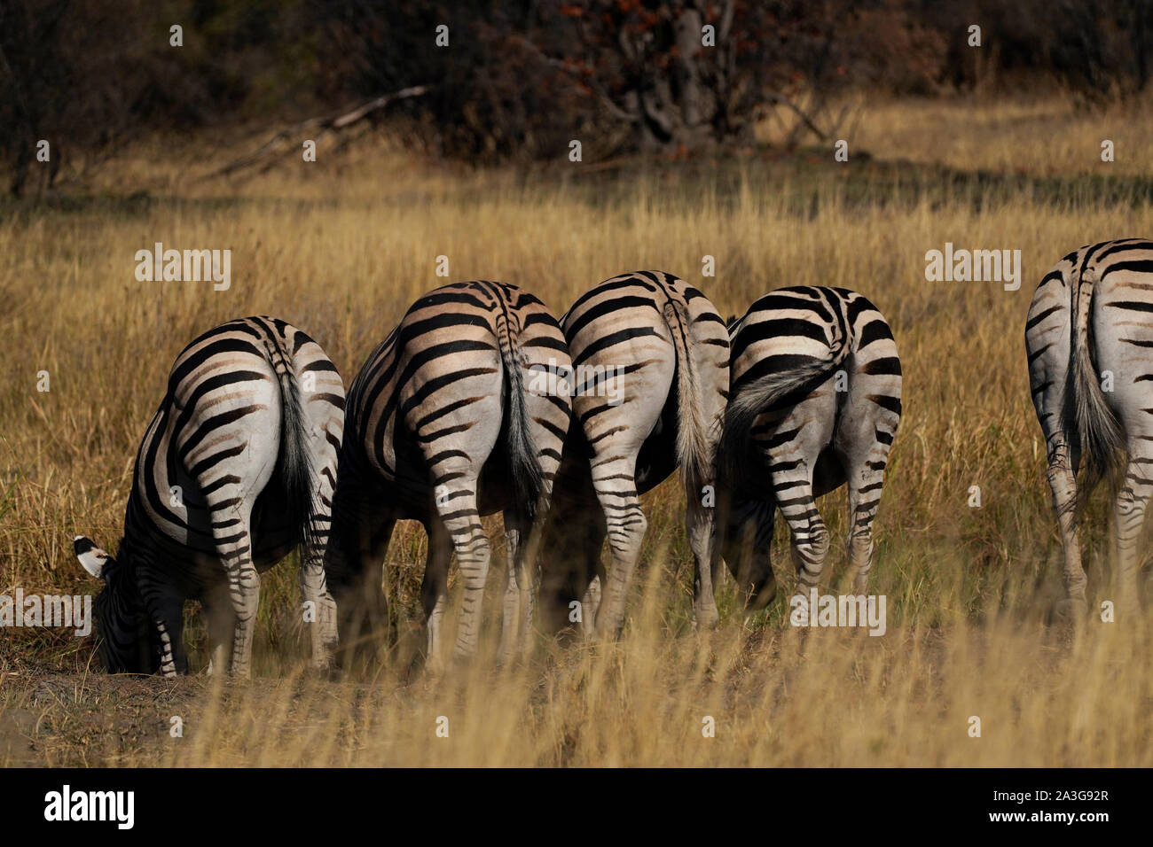 Stampeding Burchell's Zebras stunning animals seen whilst on safari ...
