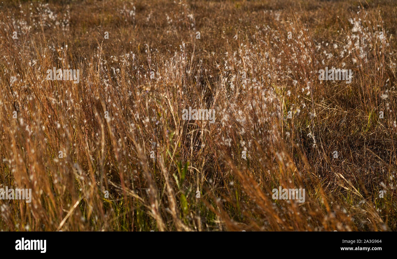 Shimmering grassland seed heads float in the glorious morning light ...