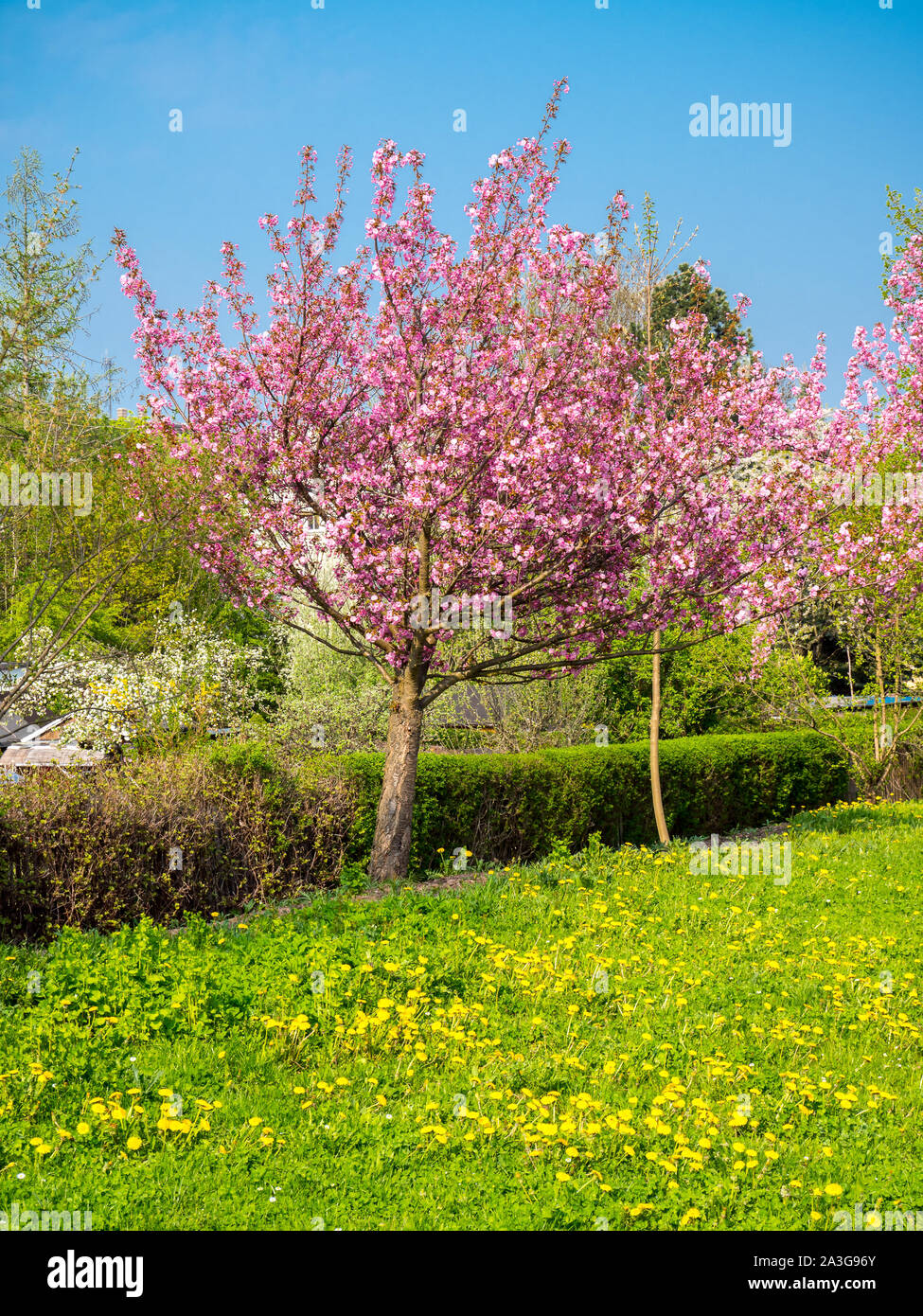 Cherry blossom with spring meadow Stock Photo - Alamy