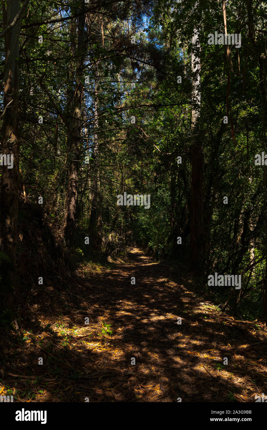 forest in the north of spain Stock Photo - Alamy