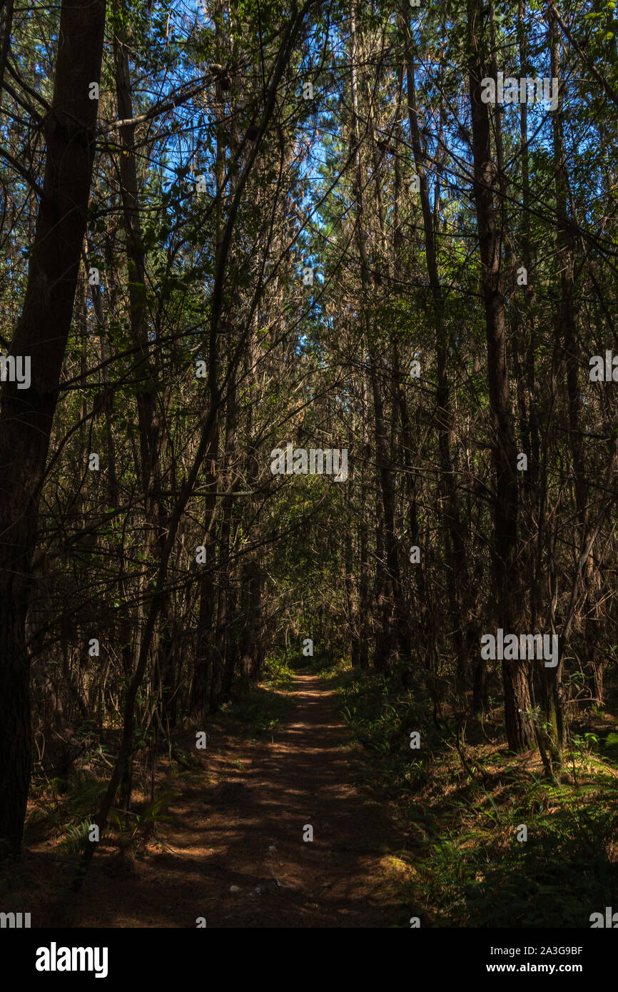 forest in the north of spain Stock Photo - Alamy