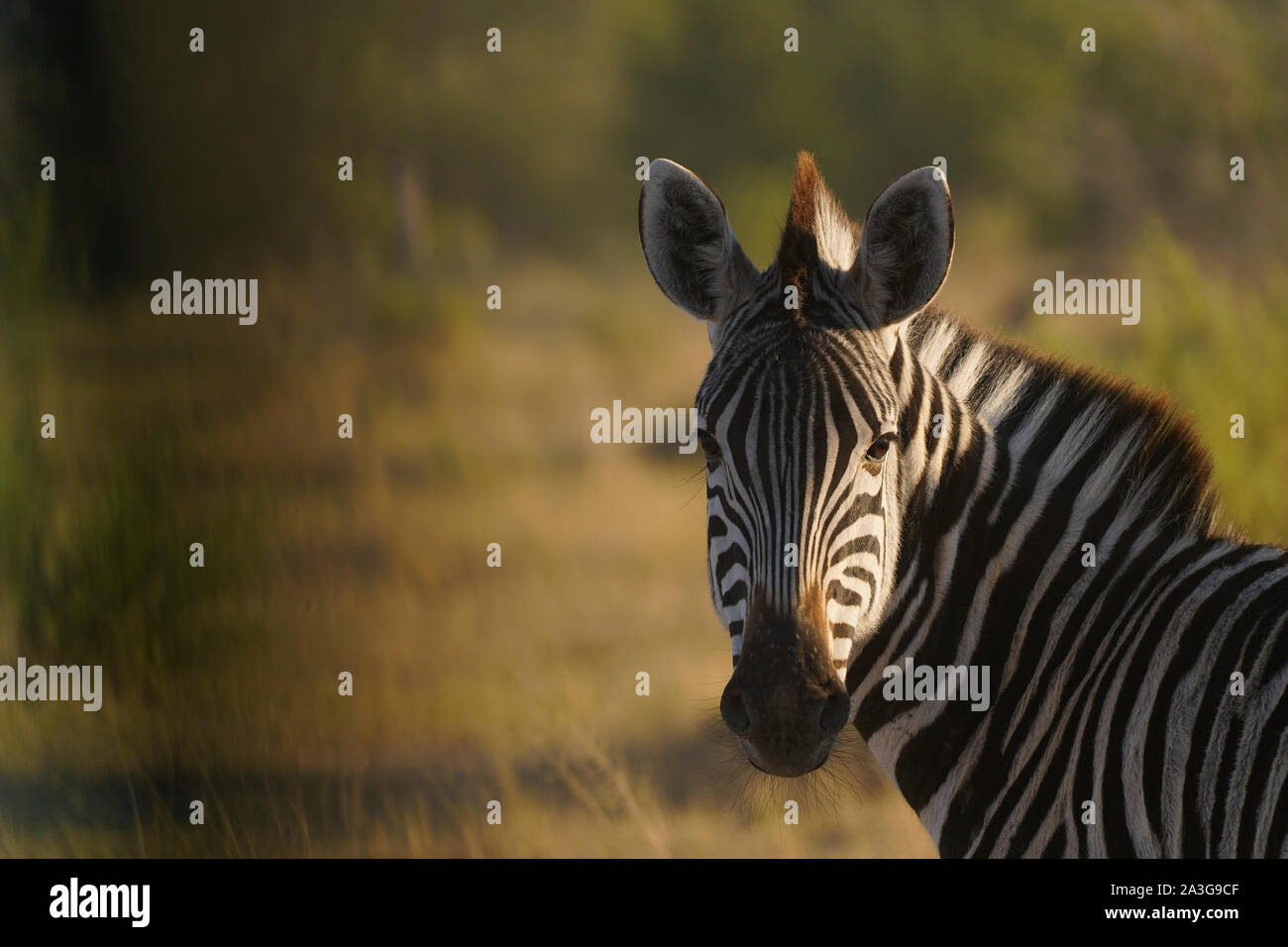 Stampeding Burchell's Zebras stunning animals seen whilst on safari ...