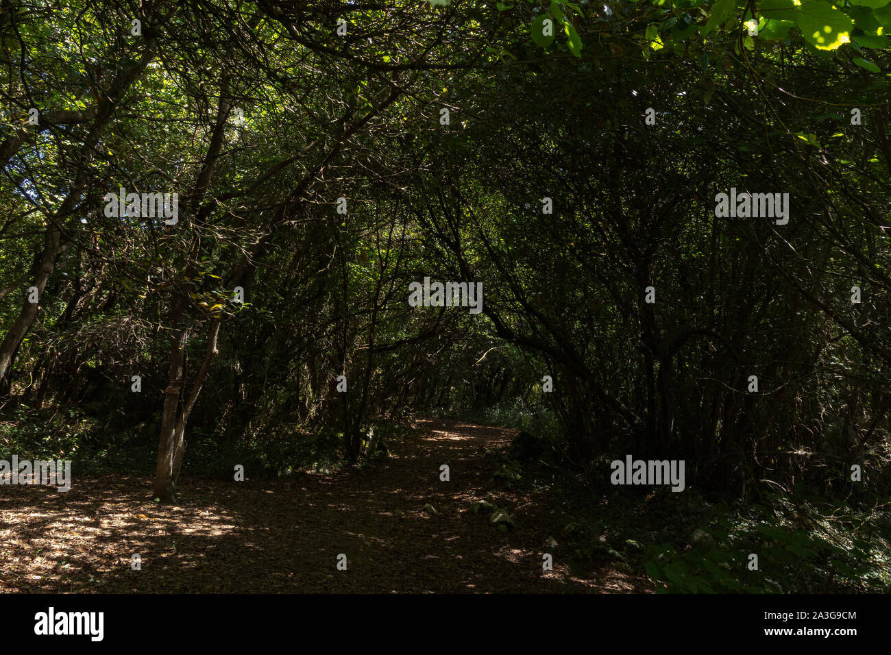 forest in the north of spain Stock Photo - Alamy