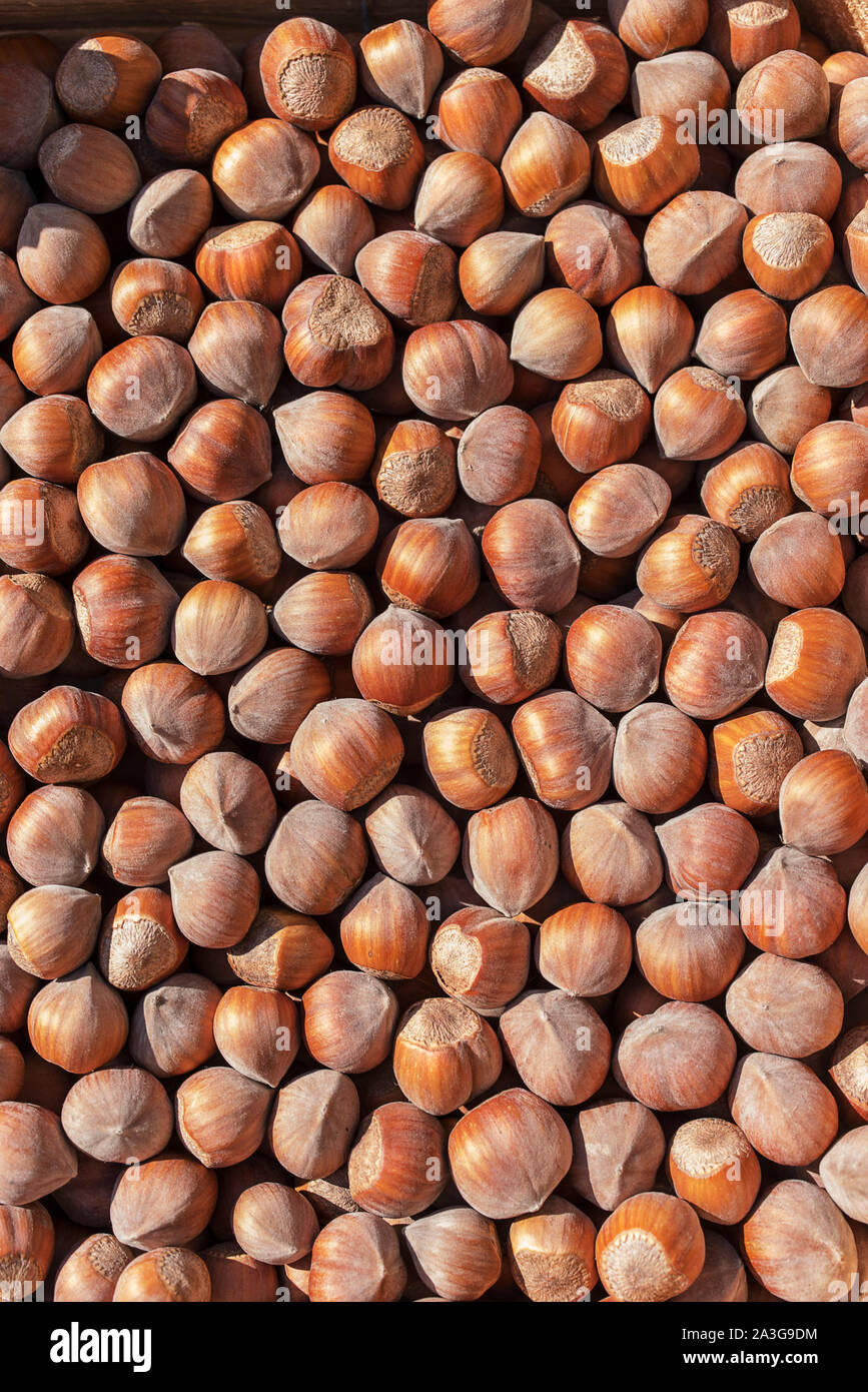 Hazelnut fruits hi-res stock photography and images - Alamy