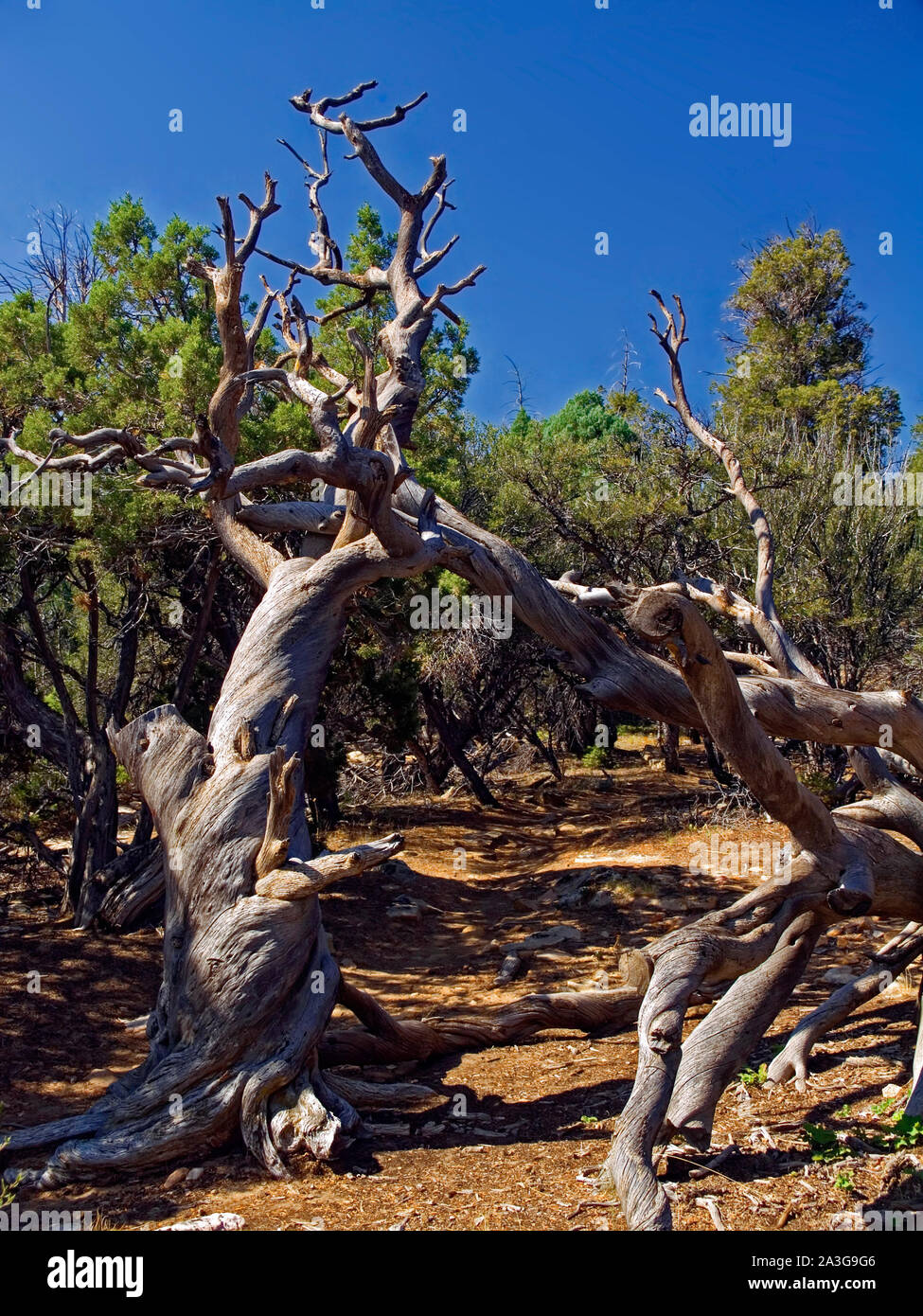 gnarled tree trunk; contorted; bare limbs; dead, nature sculpture ...