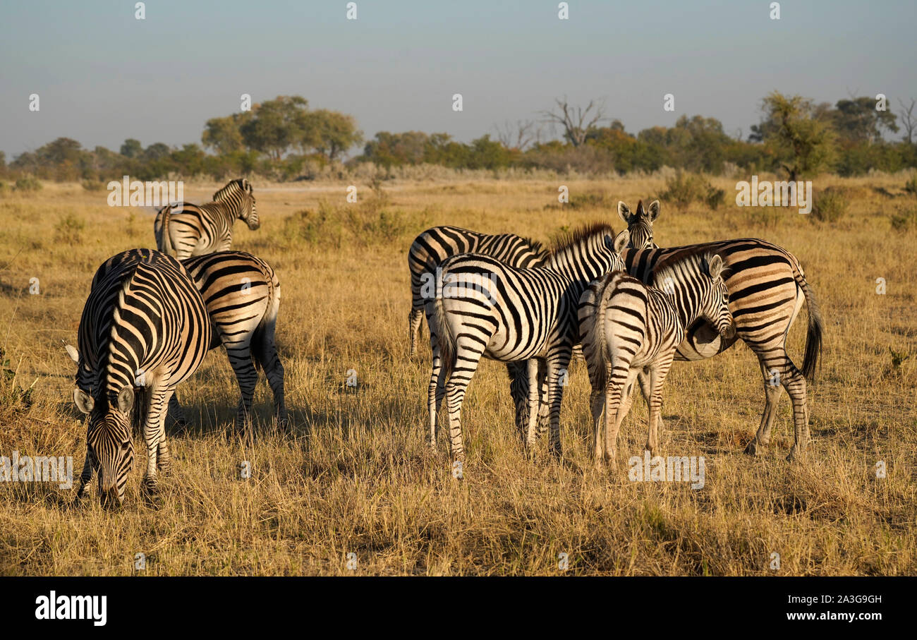 Stampeding Burchell's Zebras stunning animals seen whilst on safari ...