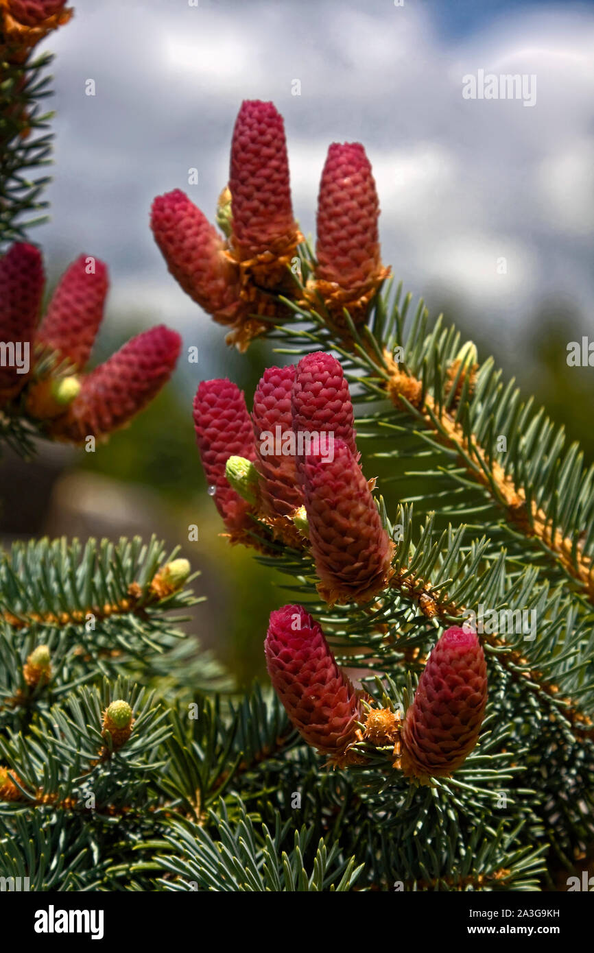 Fir Tree Cones