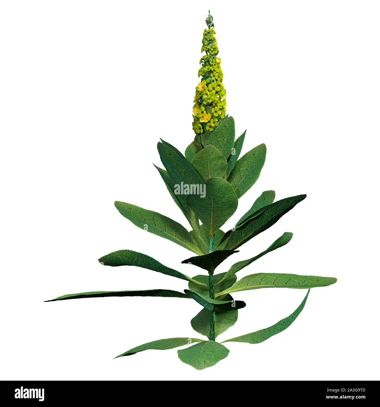 3D rendering of a common mullen orVerbascum thapsus plant isolated on ...