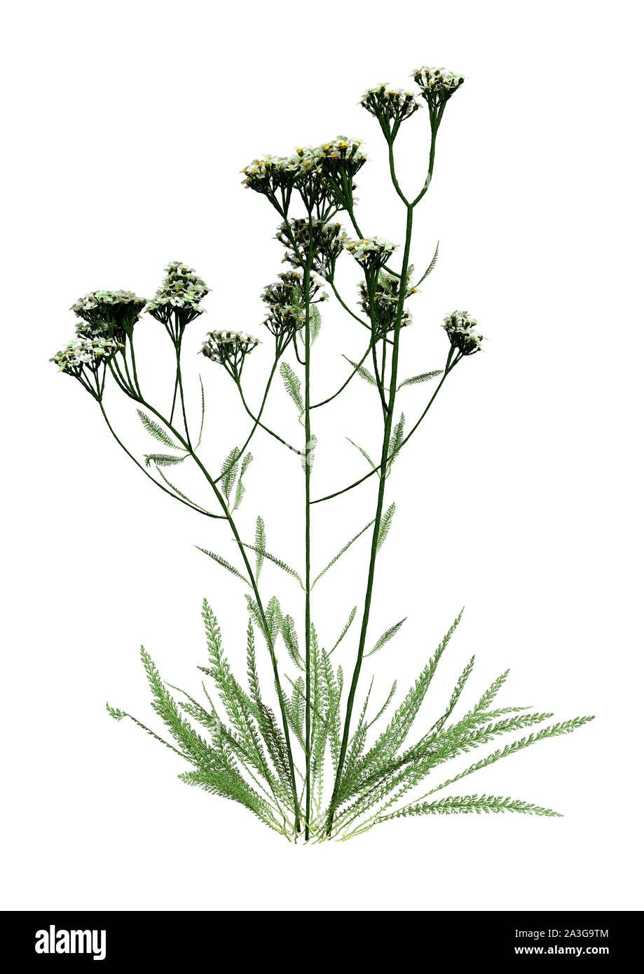 3D rendering of a common yarrow plant isolated on white background ...