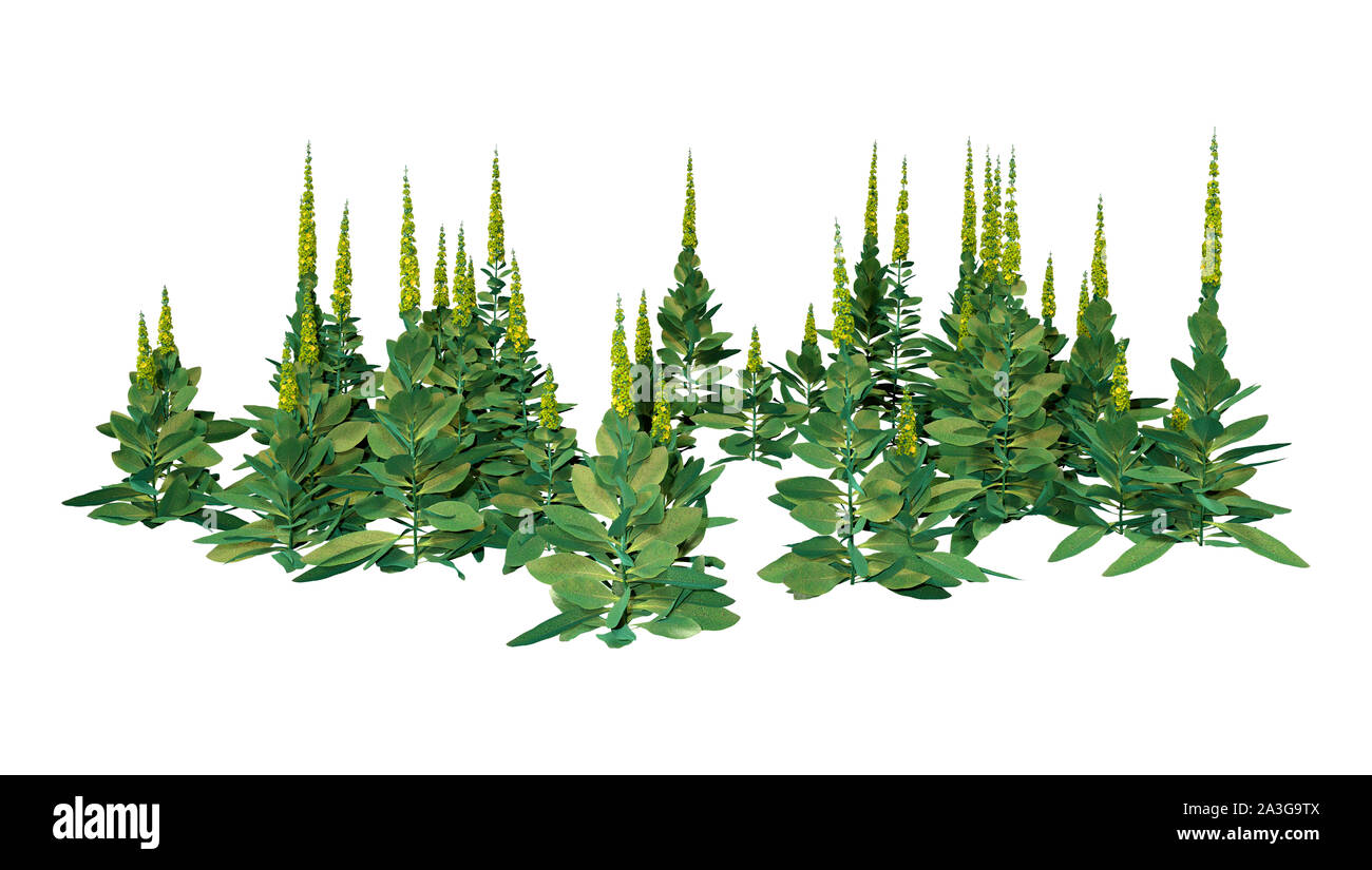3D rendering of a common mullen orVerbascum thapsus plant isolated on ...