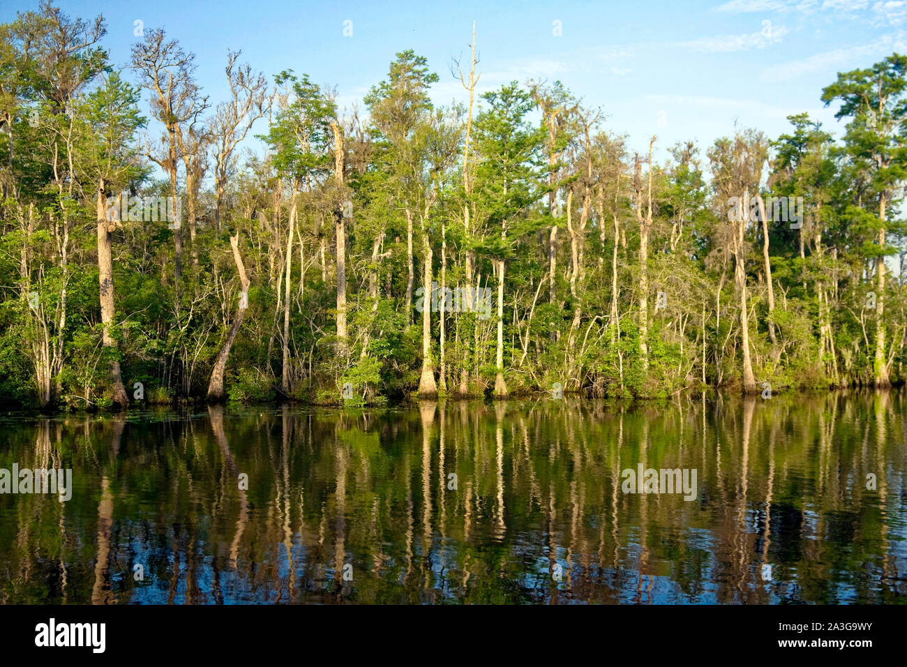 river scene; trees reflected in water; peaceful; shoreline; nature ...