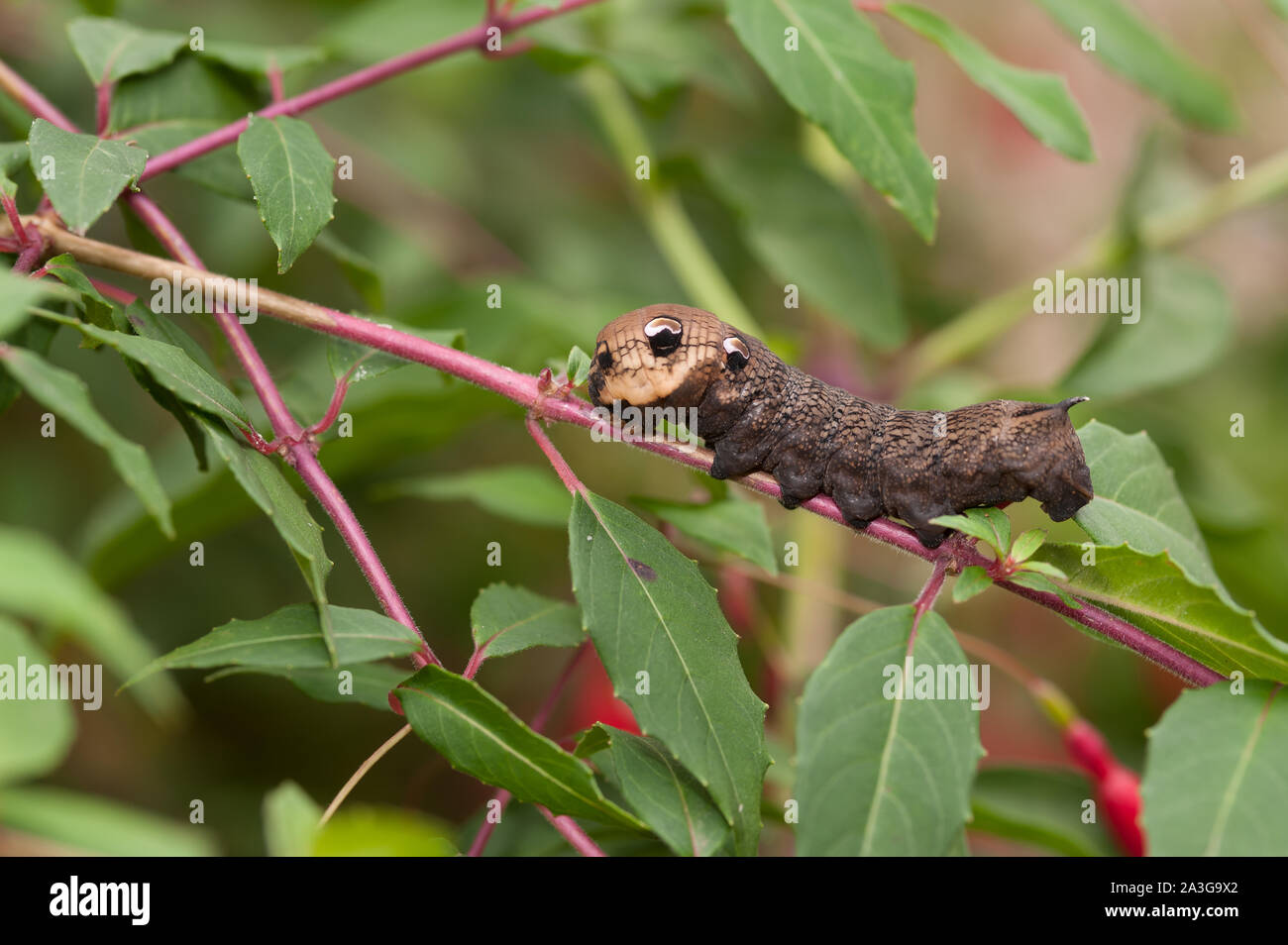 Elephant hawk moth caterpillar markings hi-res stock photography and ...