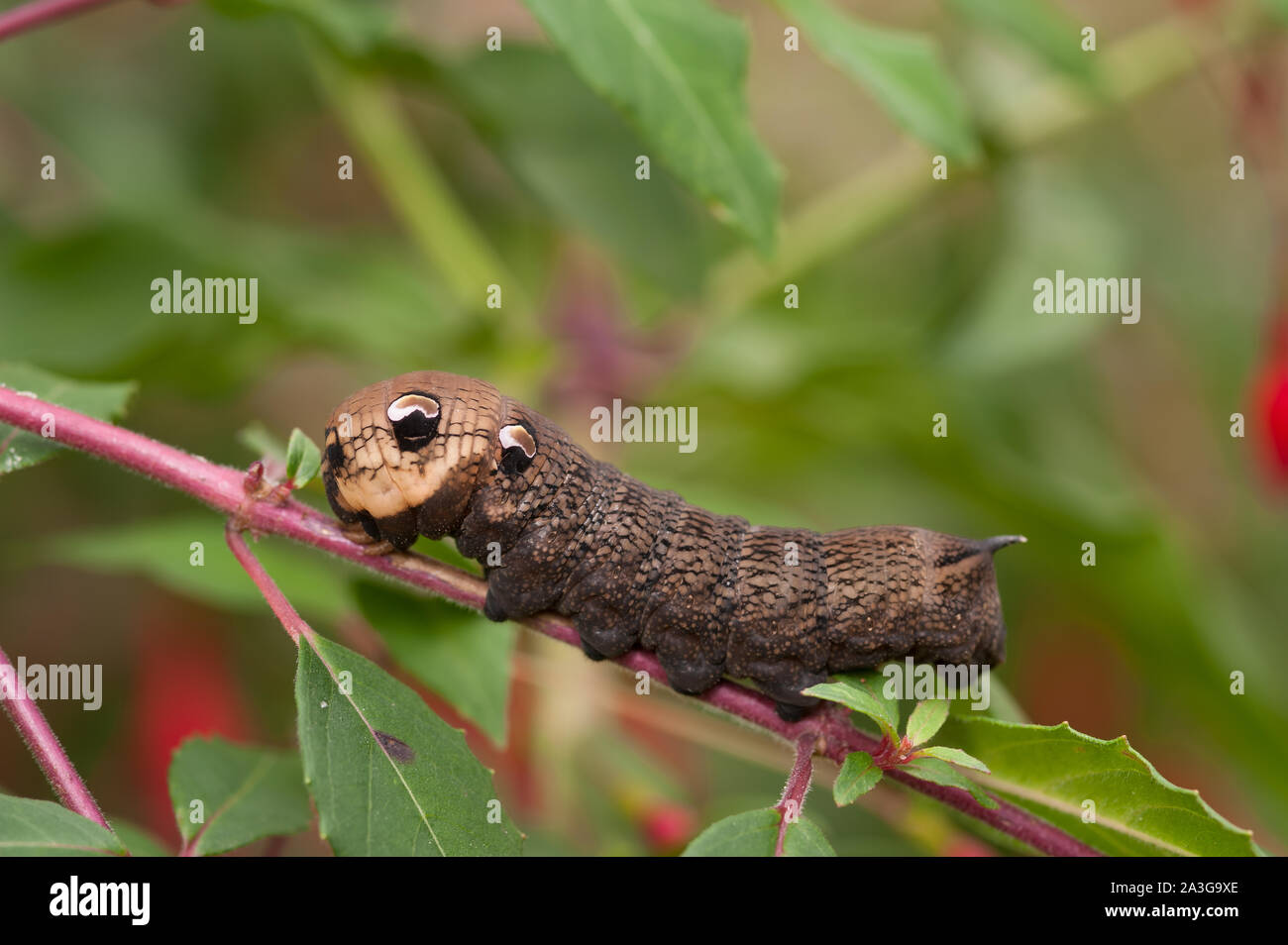 Elephant Caterpillar
