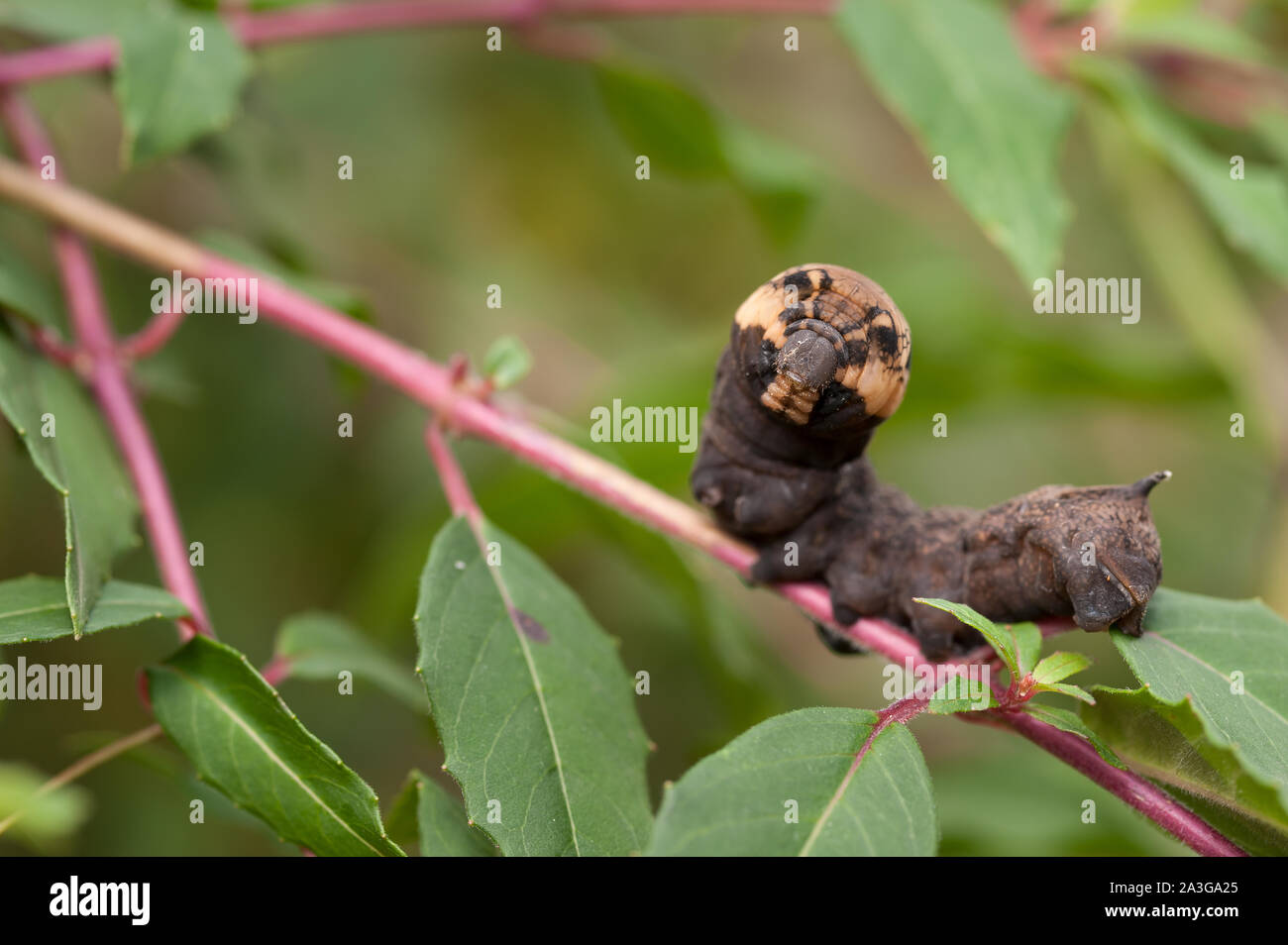 Elephant hawk moth caterpillar markings hi-res stock photography and ...