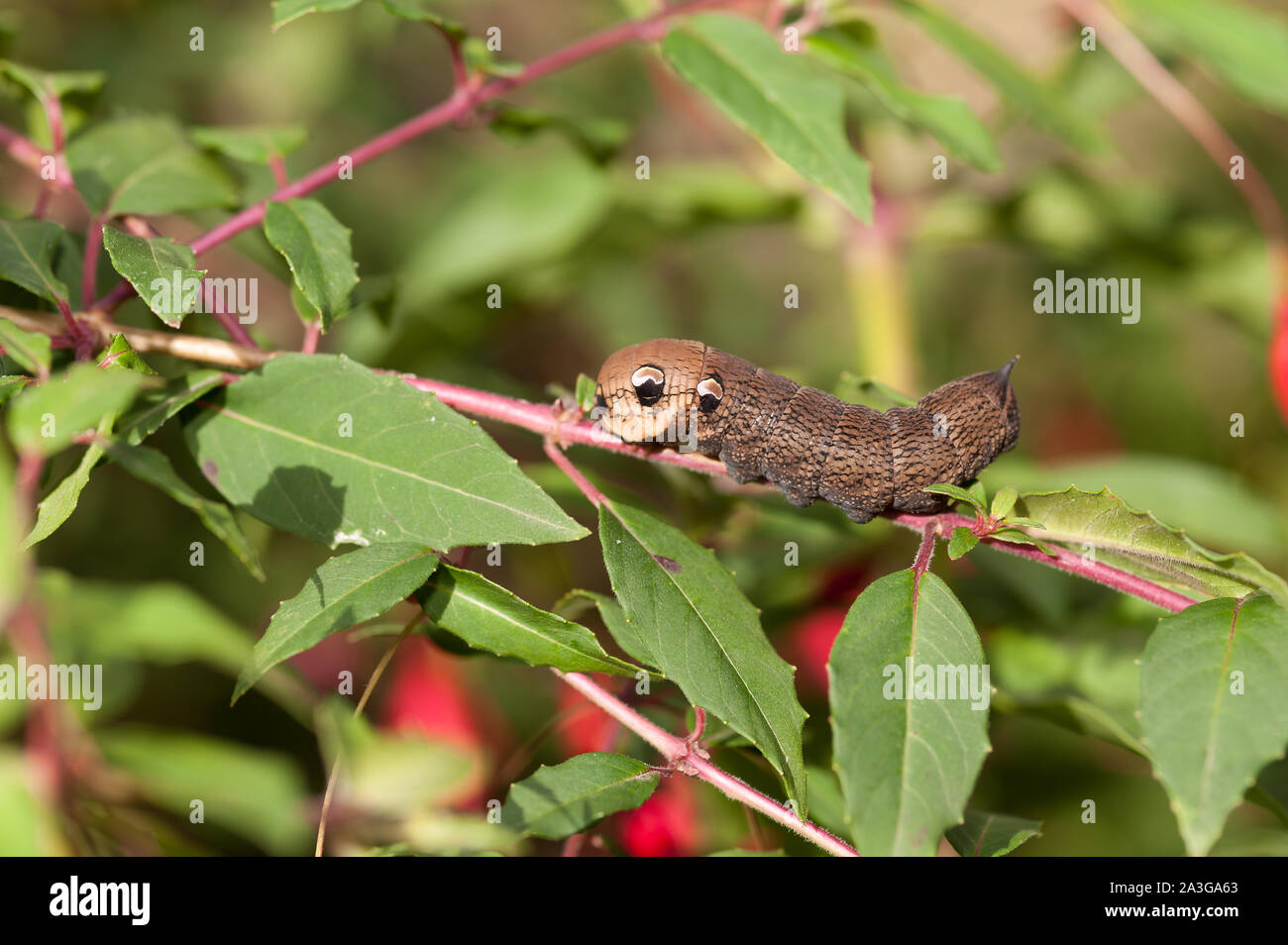 Elephant hawk moth caterpillar markings hi-res stock photography and ...