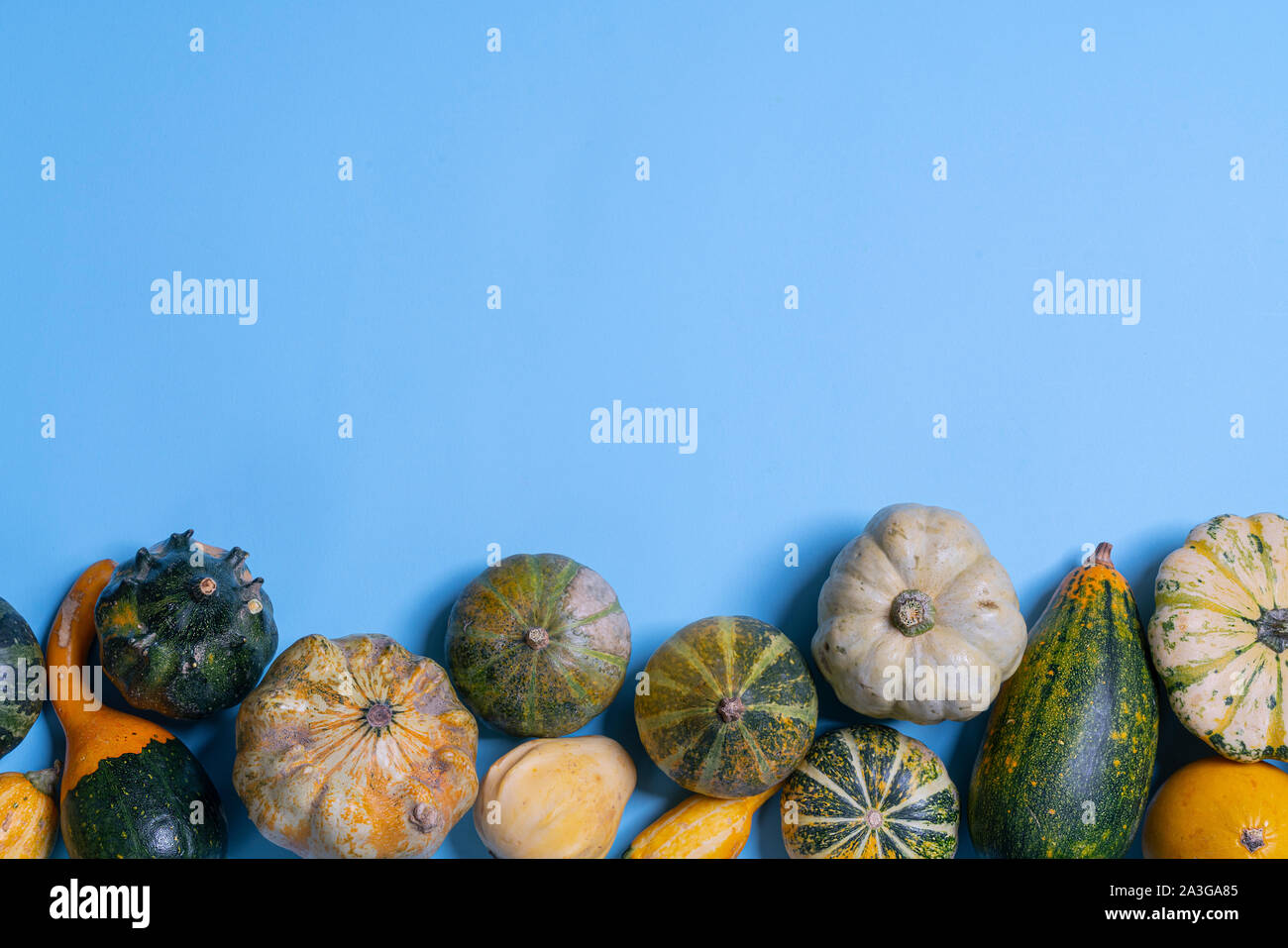 Mini pumpkins and trees hi-res stock photography and images - Alamy