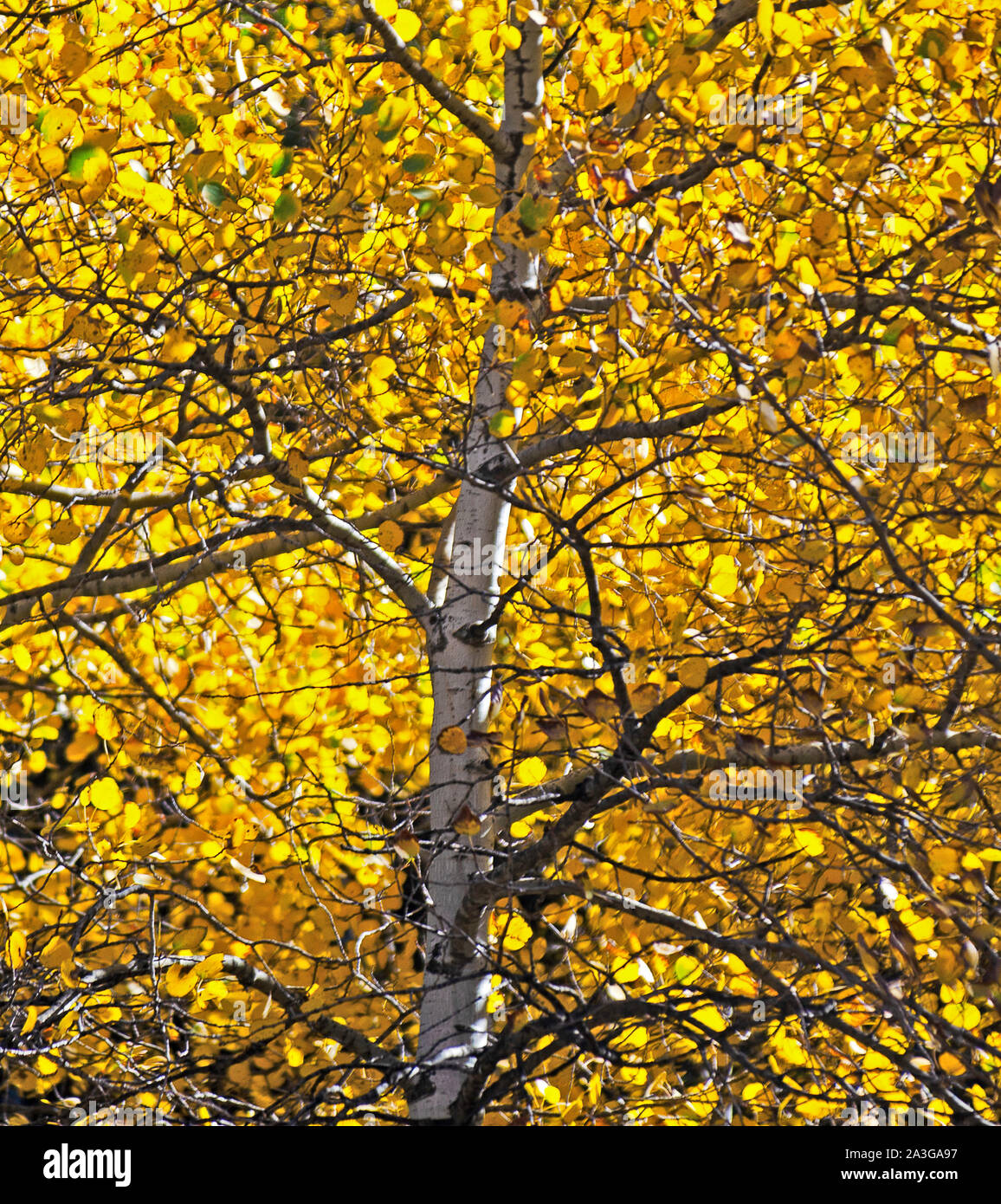 Colorado Aspens in Fall Colors Stock Photo - Alamy