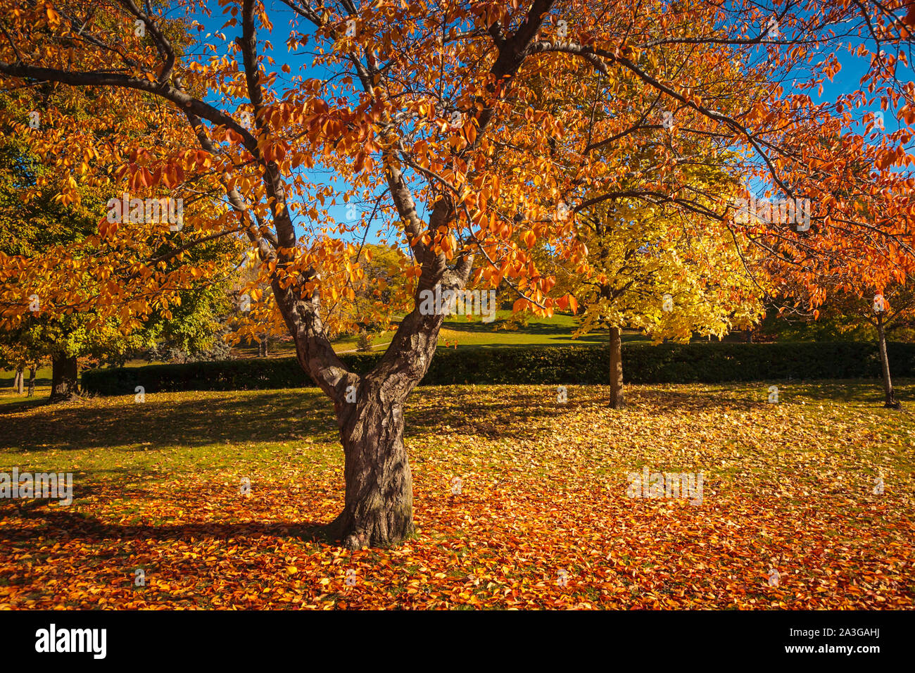 Tree and fallen leaves in Autumn at High Park, Toronto, Canada Stock ...