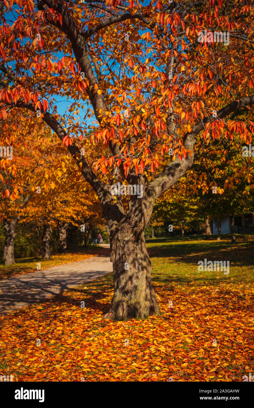 Tree and fallen leaves in Autumn at High Park, Toronto, Canada Stock ...