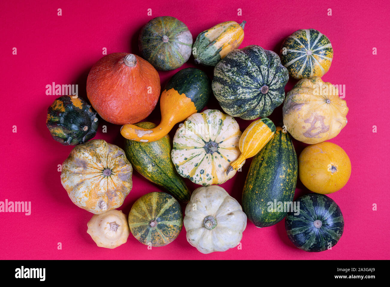 Mini pumpkins and trees hi-res stock photography and images - Alamy