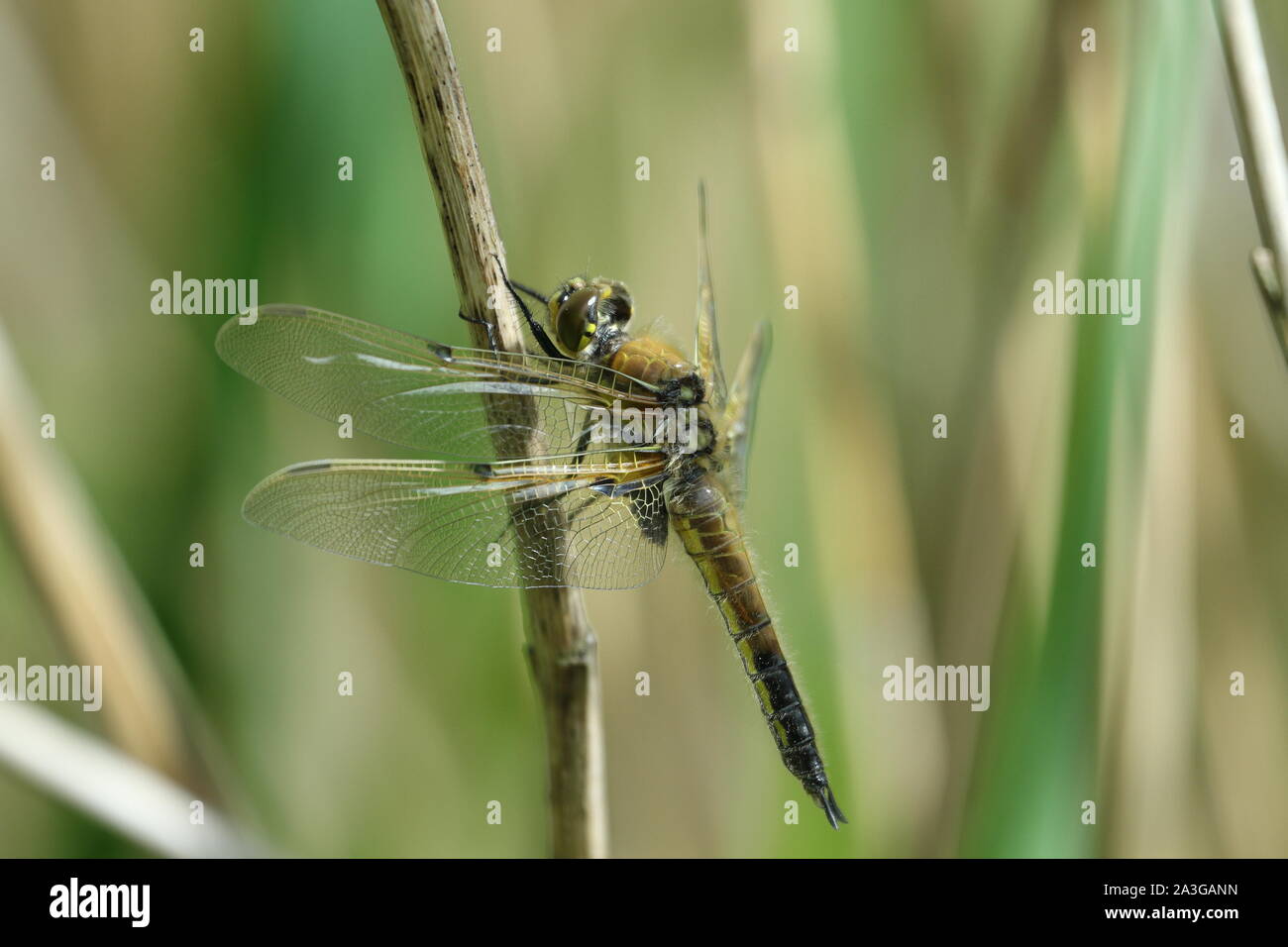 Four spotted chaser dragonfly Stock Photo - Alamy