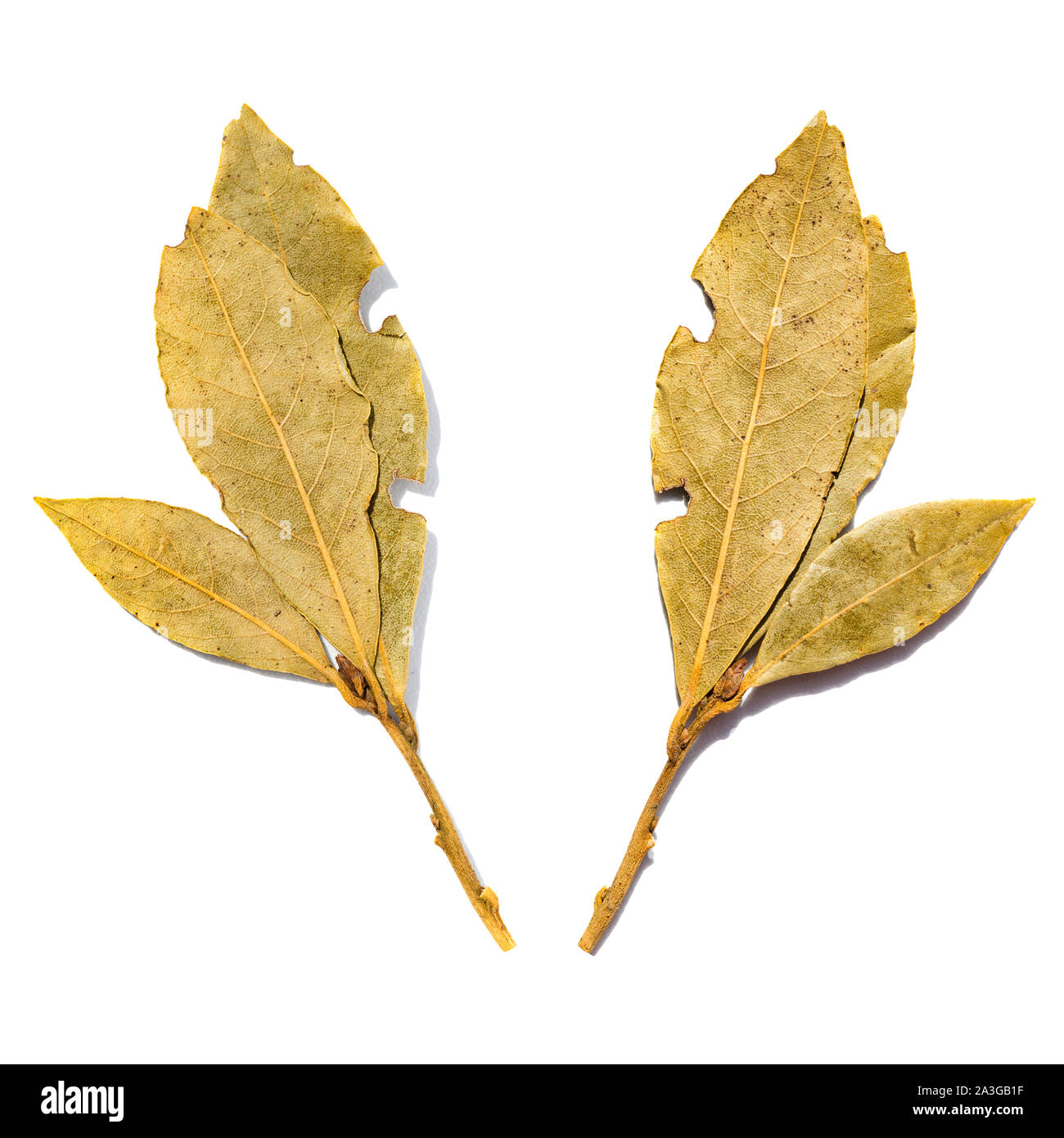 Dried bay leaf isolated on white background Stock Photo - Alamy