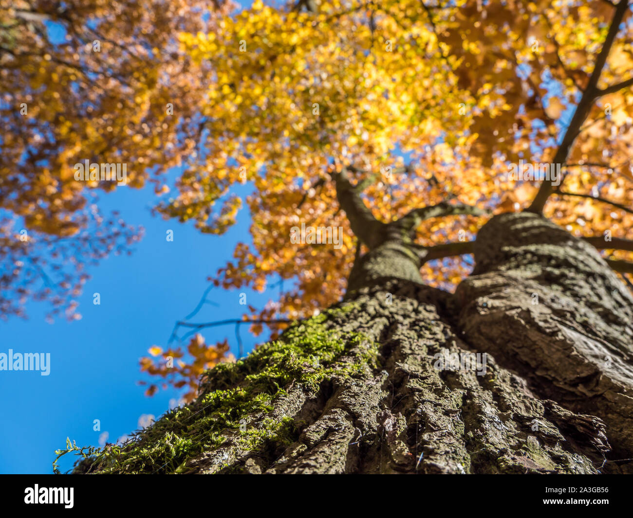 Treetop in autumn Stock Photo - Alamy