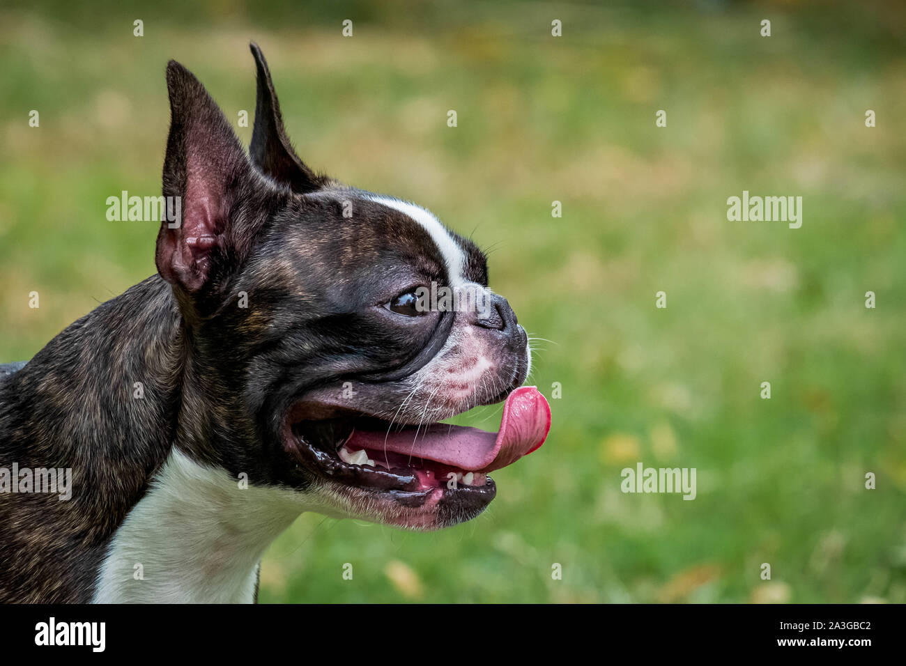 Portrait boston terrier pure breed in garden Stock Photo - Alamy