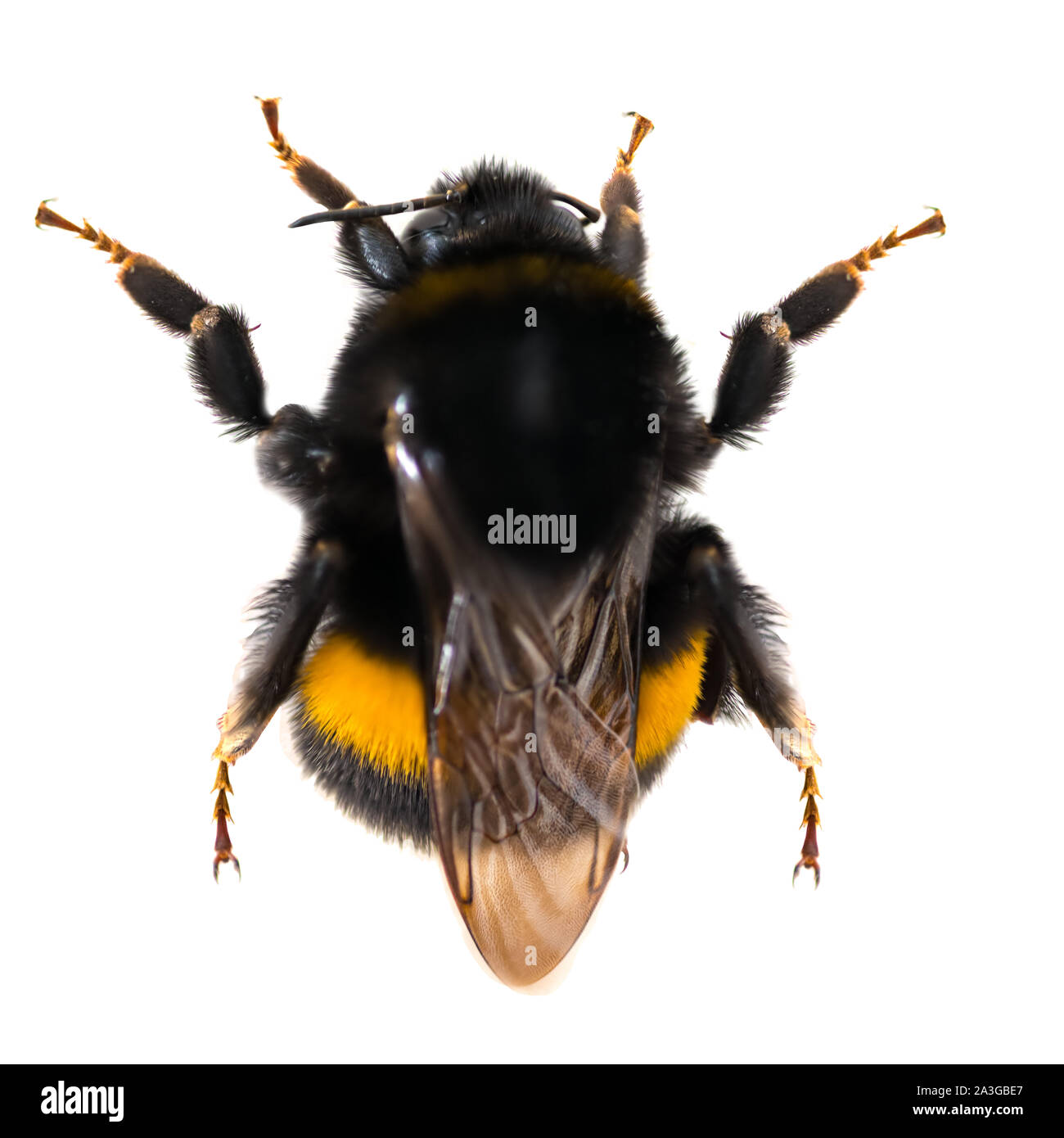 insect bumblebee isolated on white background Stock Photo - Alamy